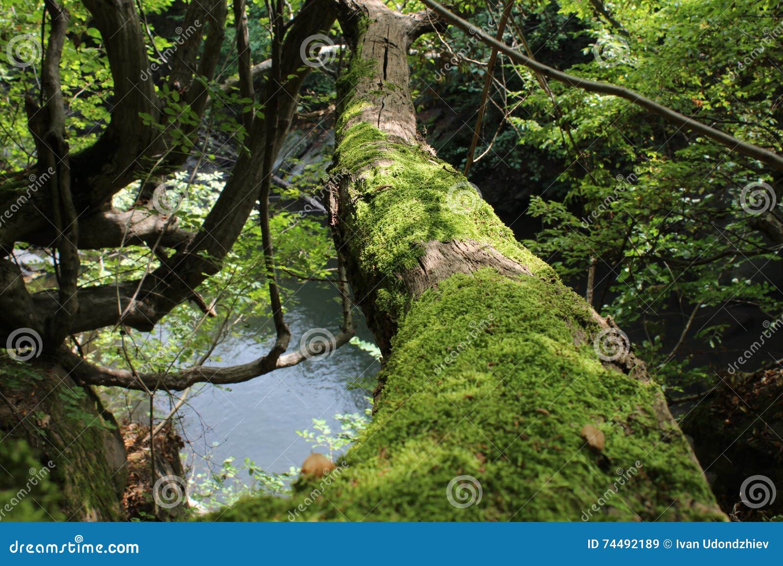 Naturegreen stock image. Image of greentree, nopeople - 74492189