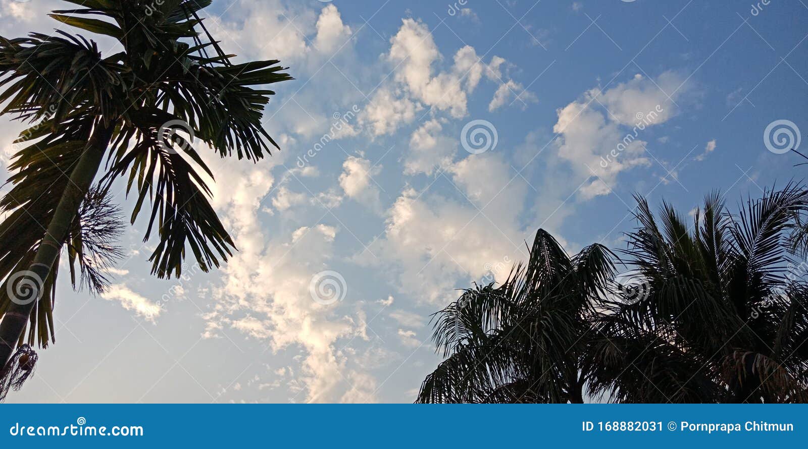 Tree Under the White Cloud and Blue Sky Stock Image - Image of light ...