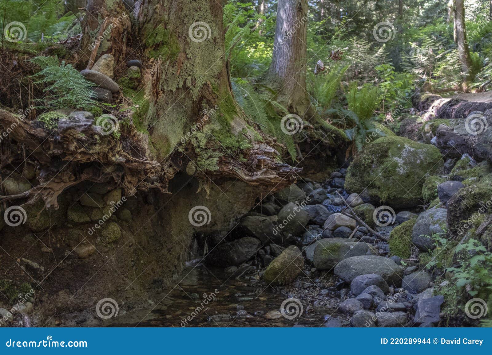 Tree Undermined by Erosion from Stream Stock Photo - Image of forest ...