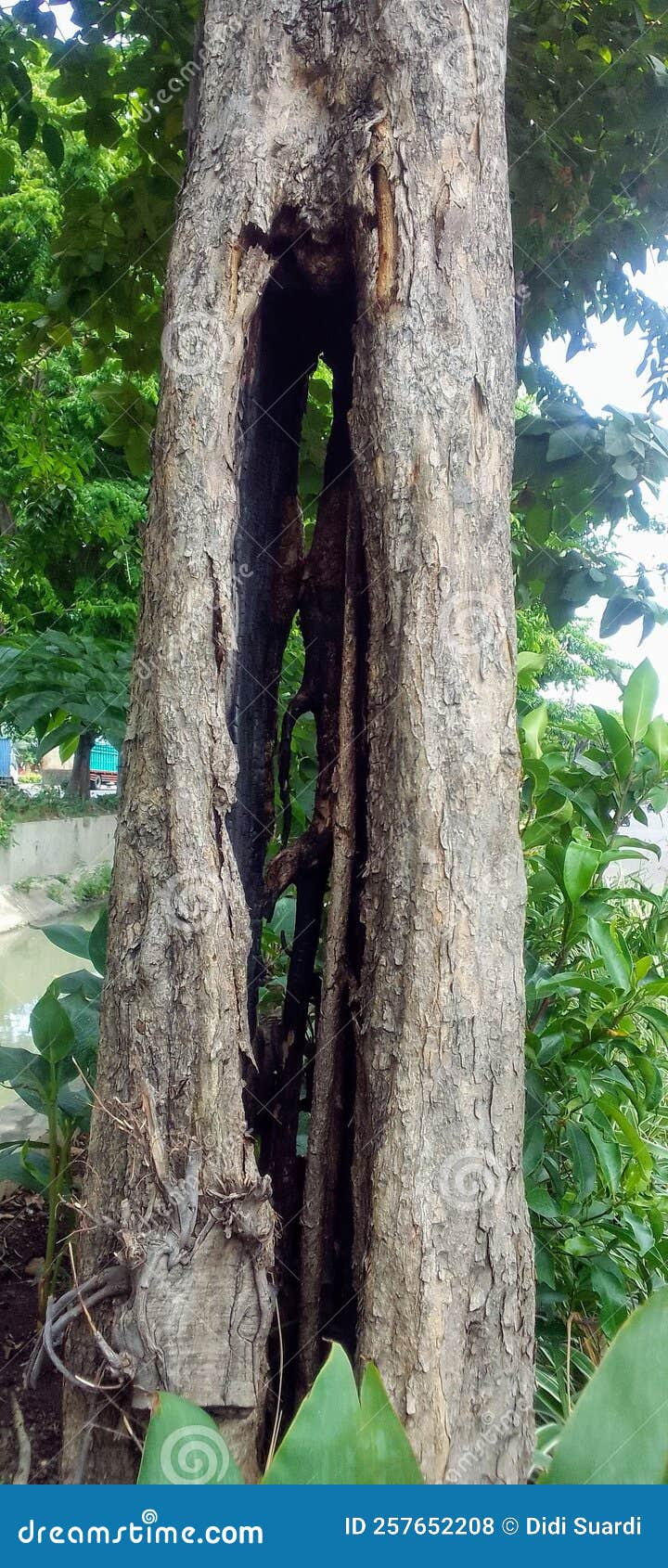 A Tree with a Unique and Antique Trunk Looks Abstract with a Nice ...