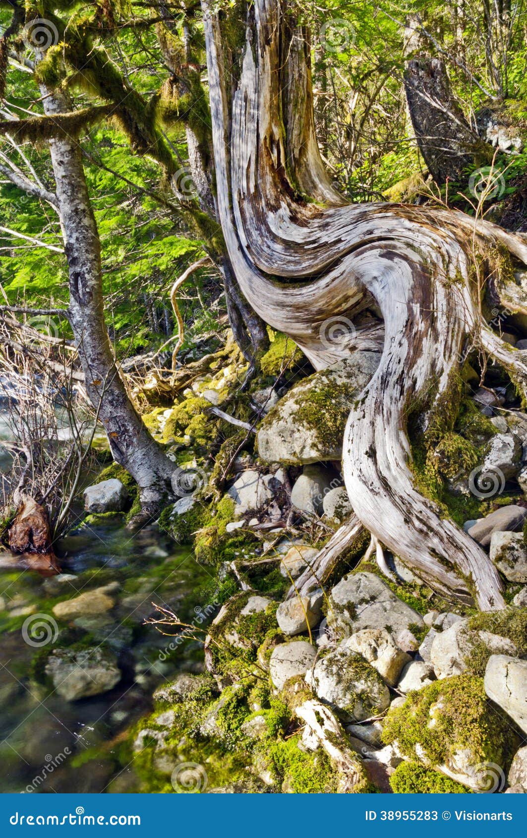 Unique Curved Magic Tree In Woods. Forest Background Royalty-Free Stock ...