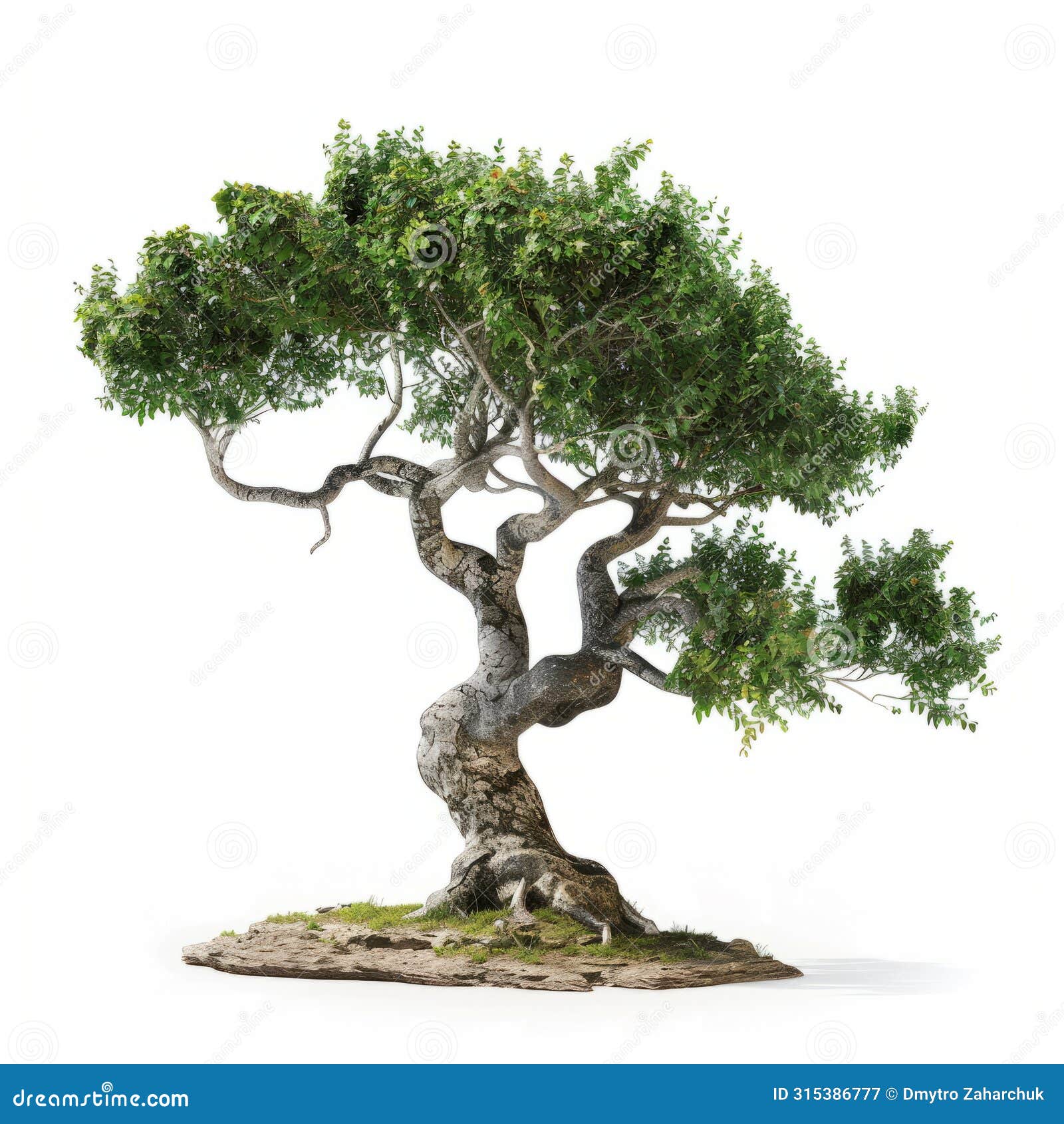 Tree of Unique Shape on a White Background Png. Stock Image - Image of ...