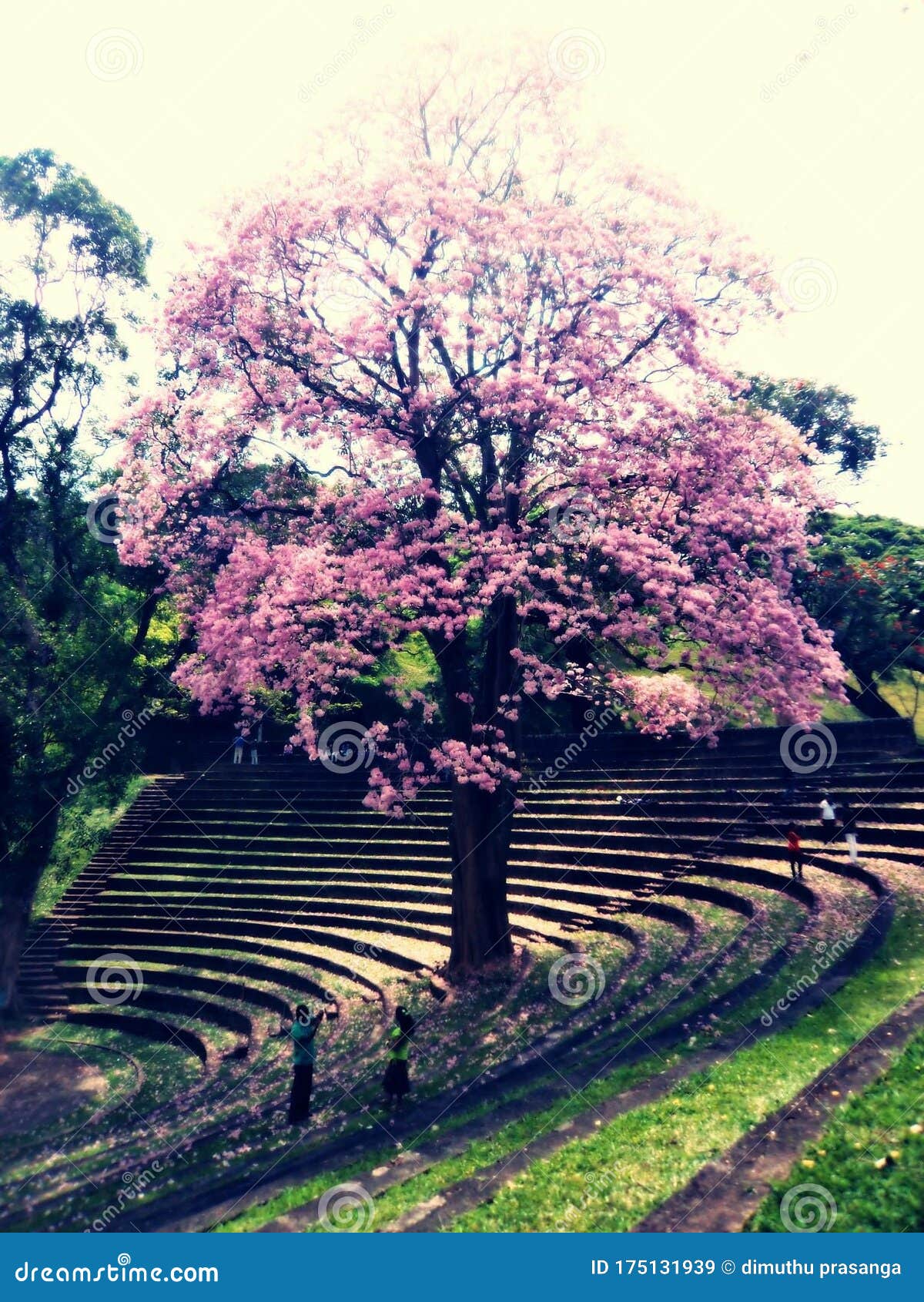 Tree stock image. Image of robarosia, beautiful, pera - 175131939