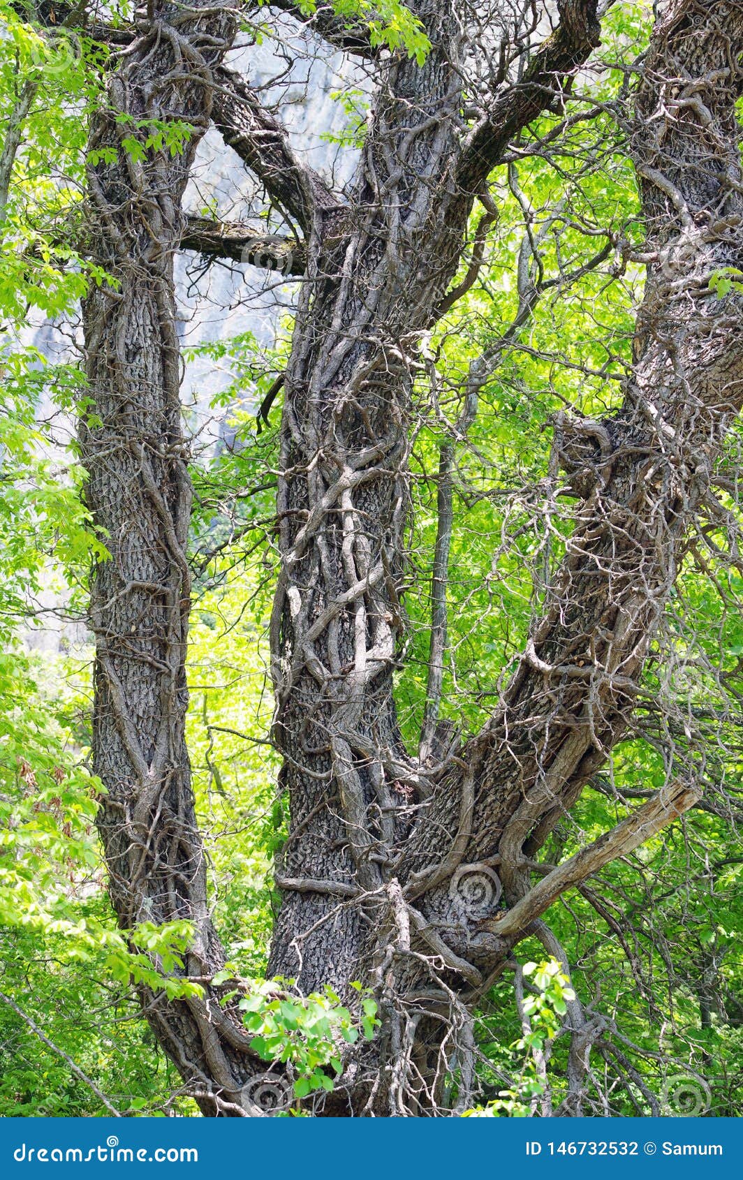 Tree of unusual kind stock photo. Image of nature, outdoors - 146732532