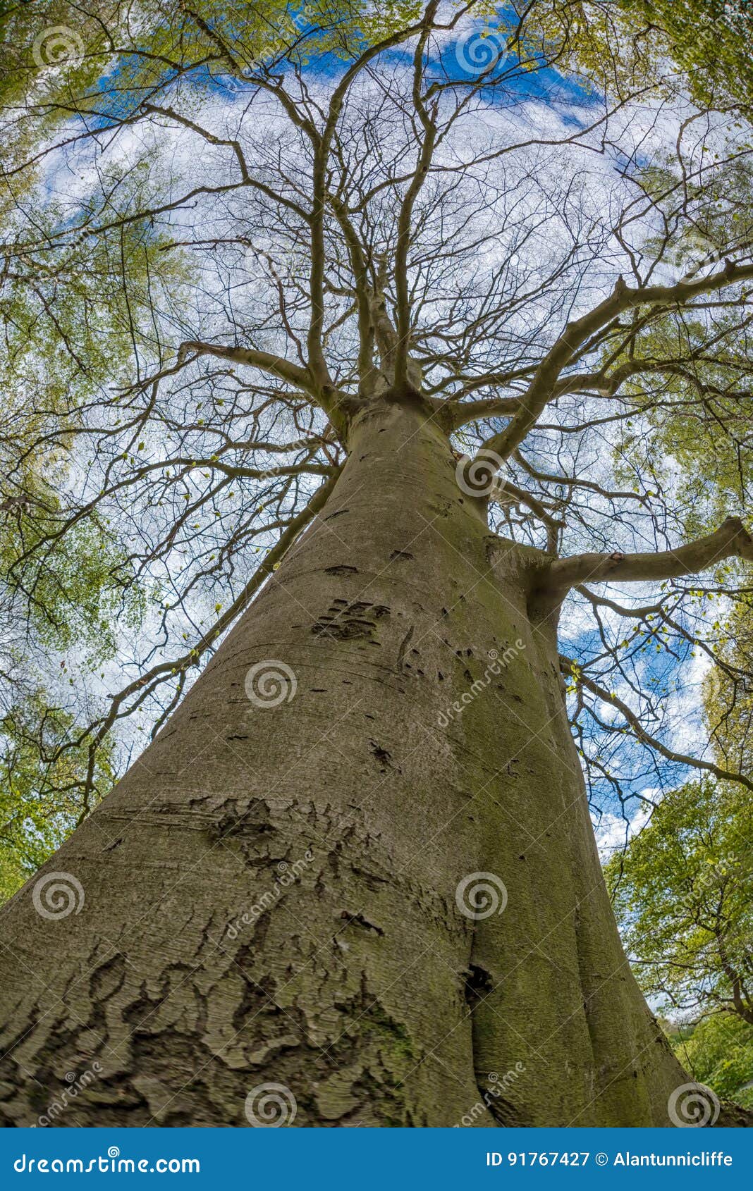 Tree up from base stock image. Image of tall, wood, environment - 91767427