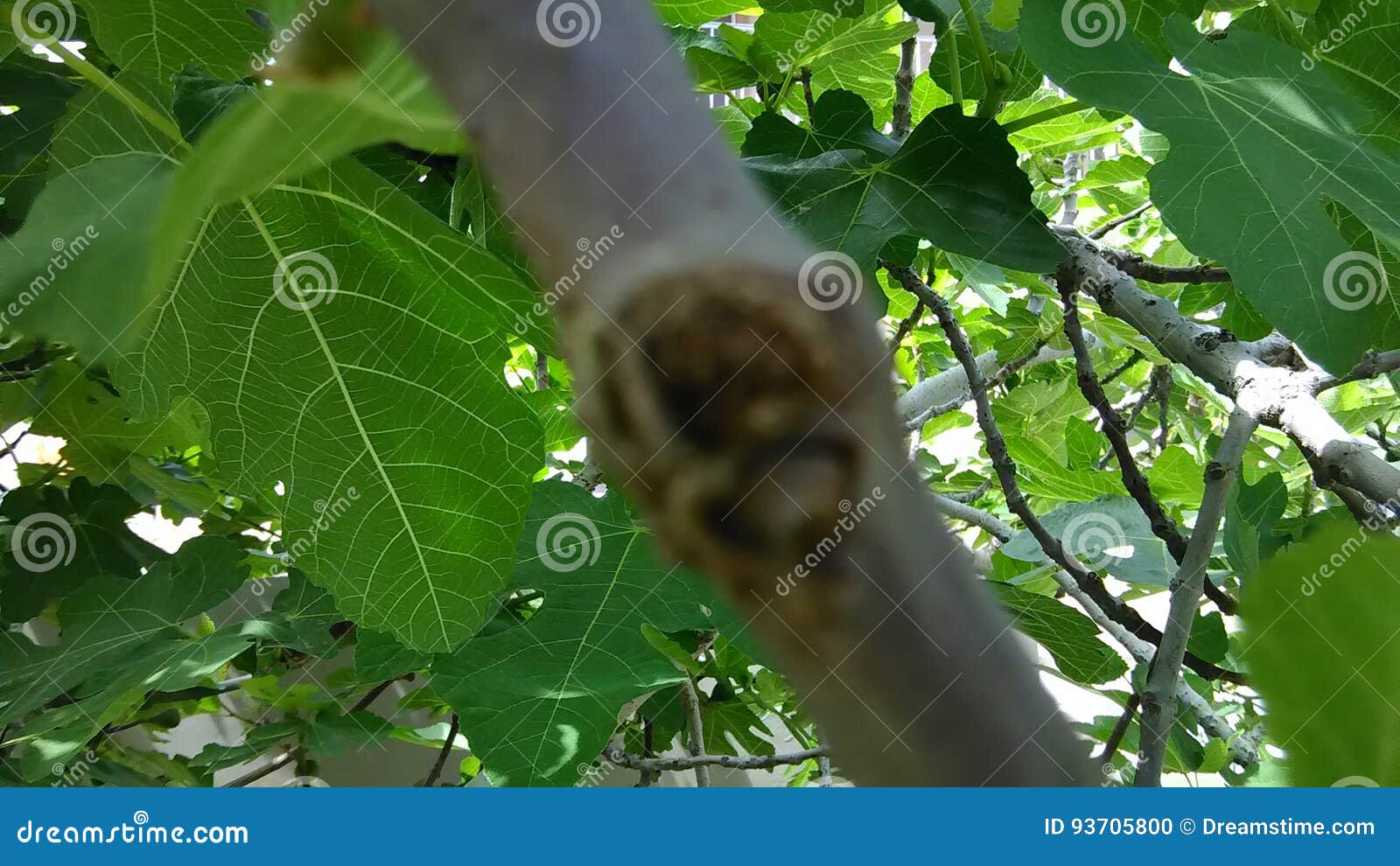 Tree stock photo. Image of green, cute, close, upclose - 93705800