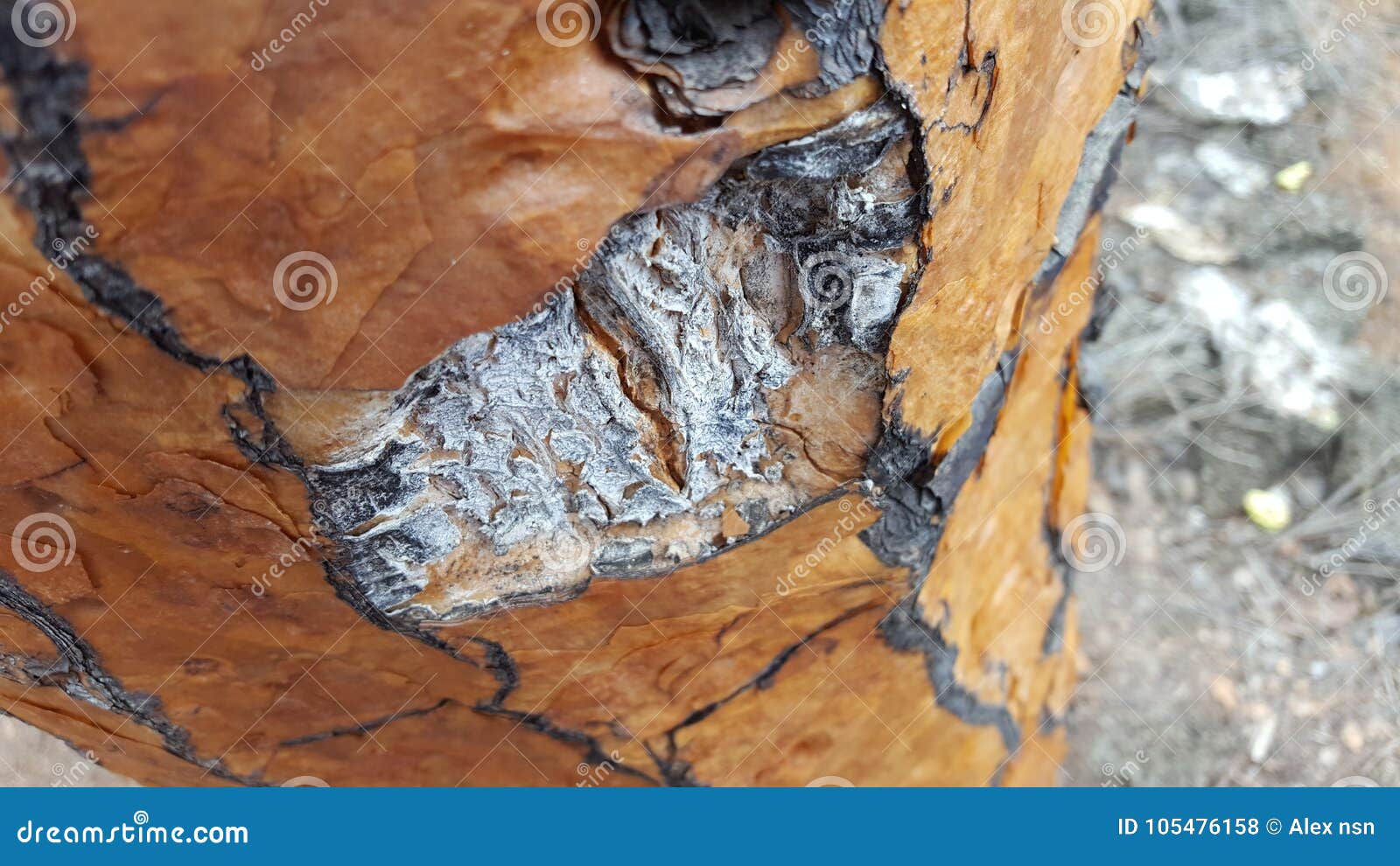 Daily Nature stock photo. Image of close, nature, highresulution ...