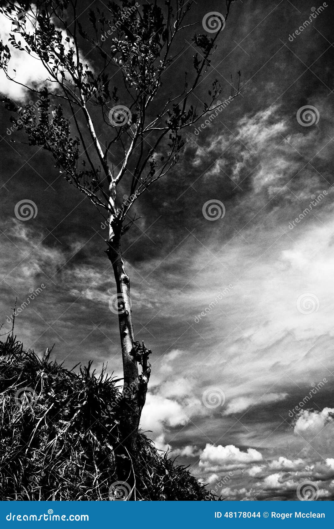 Tree up high stock photo. Image of high, tree, branches - 48178044