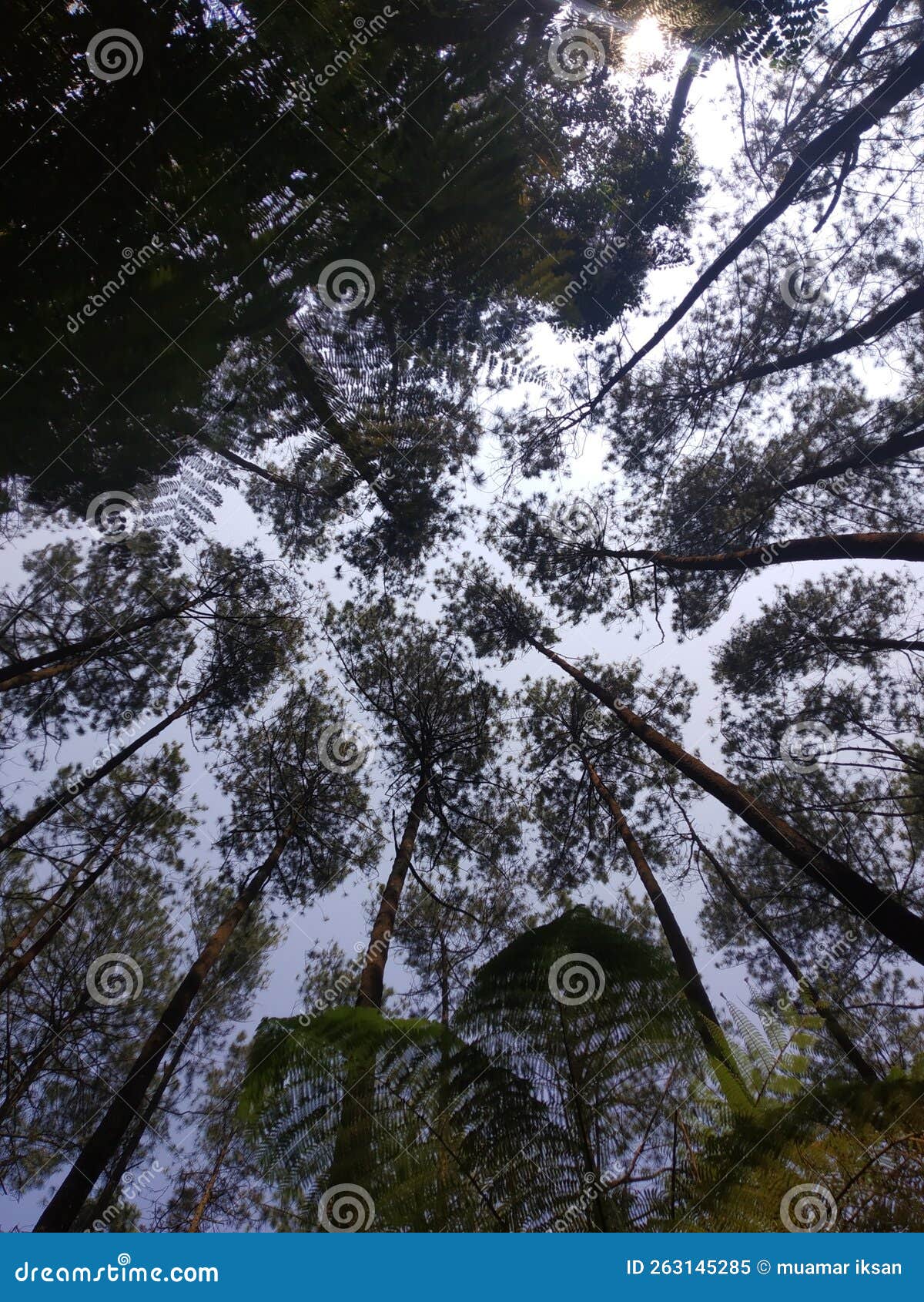 Tree up silhouette potrait stock image. Image of tree - 263145285