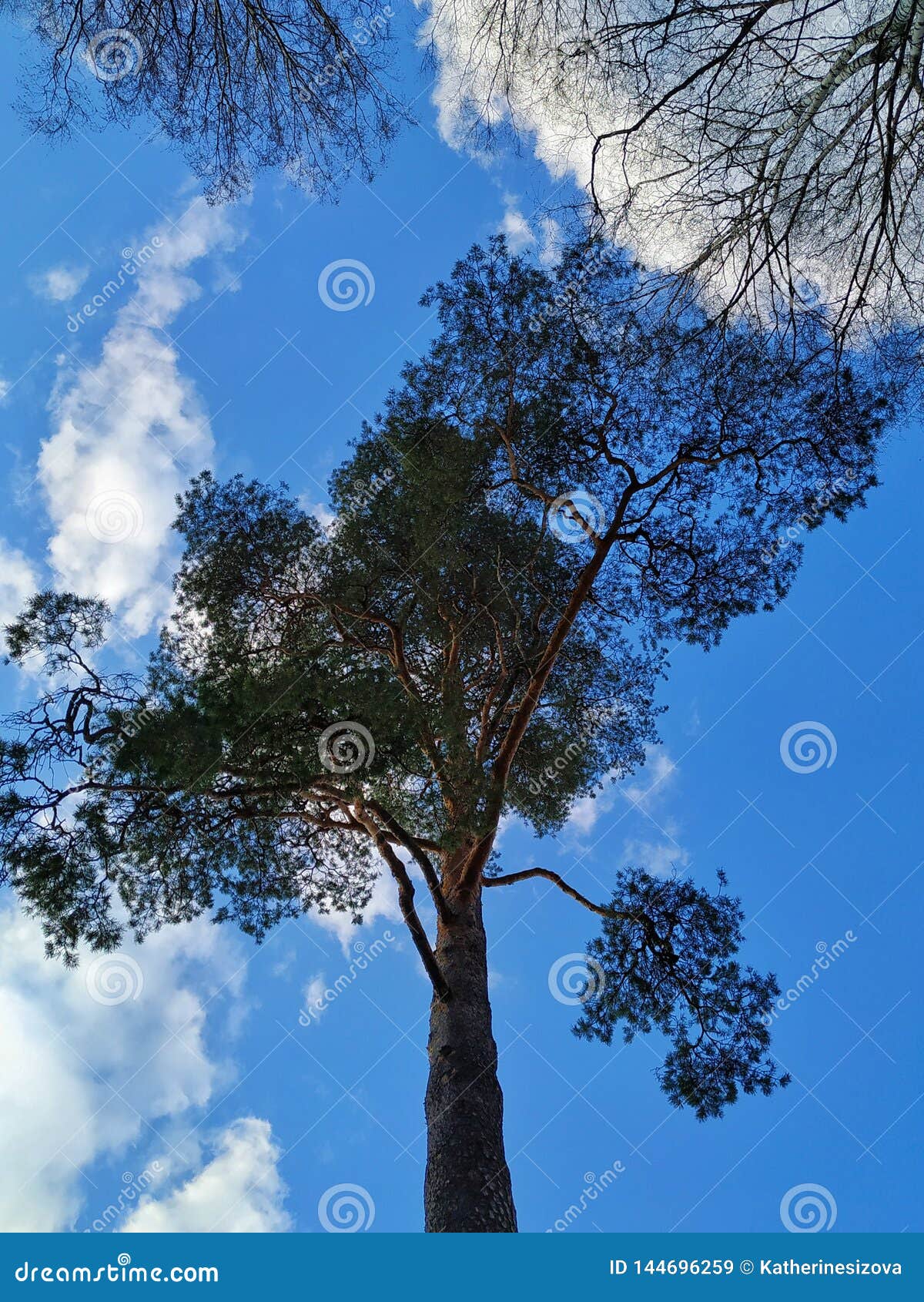 Tree, up to the sky stock image. Image of nature, reaches - 144696259