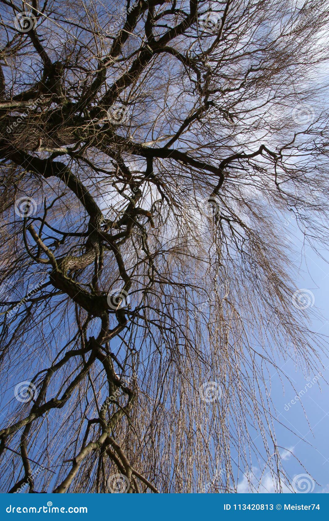Tree with upright view stock image. Image of trees, stem - 113420813