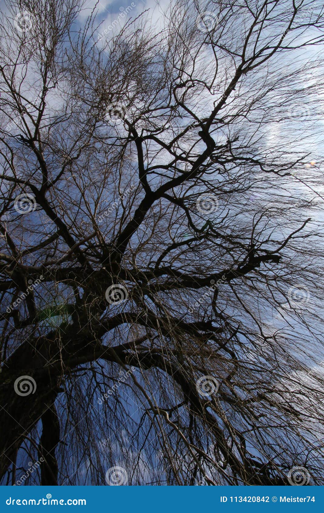 Tree with upright view stock photo. Image of blue, trunk - 113420842