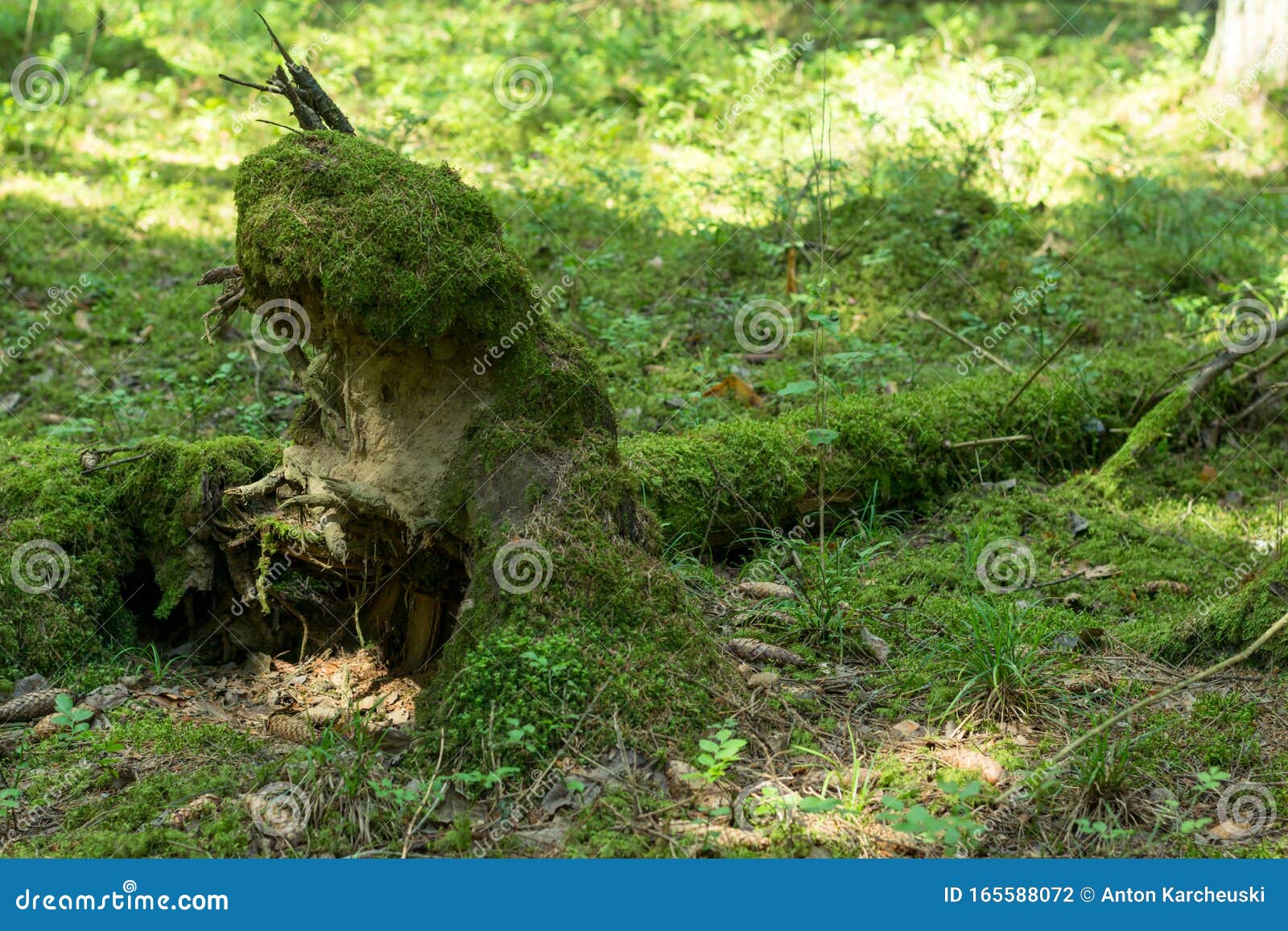 Tree Uprooted During A Strong Wind In The City Among The Paved Area ...