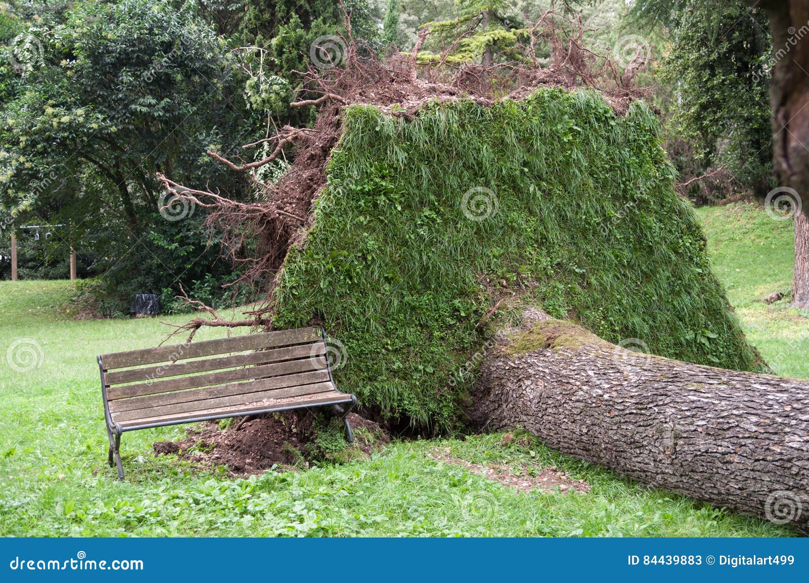 Tree Uprooted and Fell after the Storm Stock Image - Image of root ...