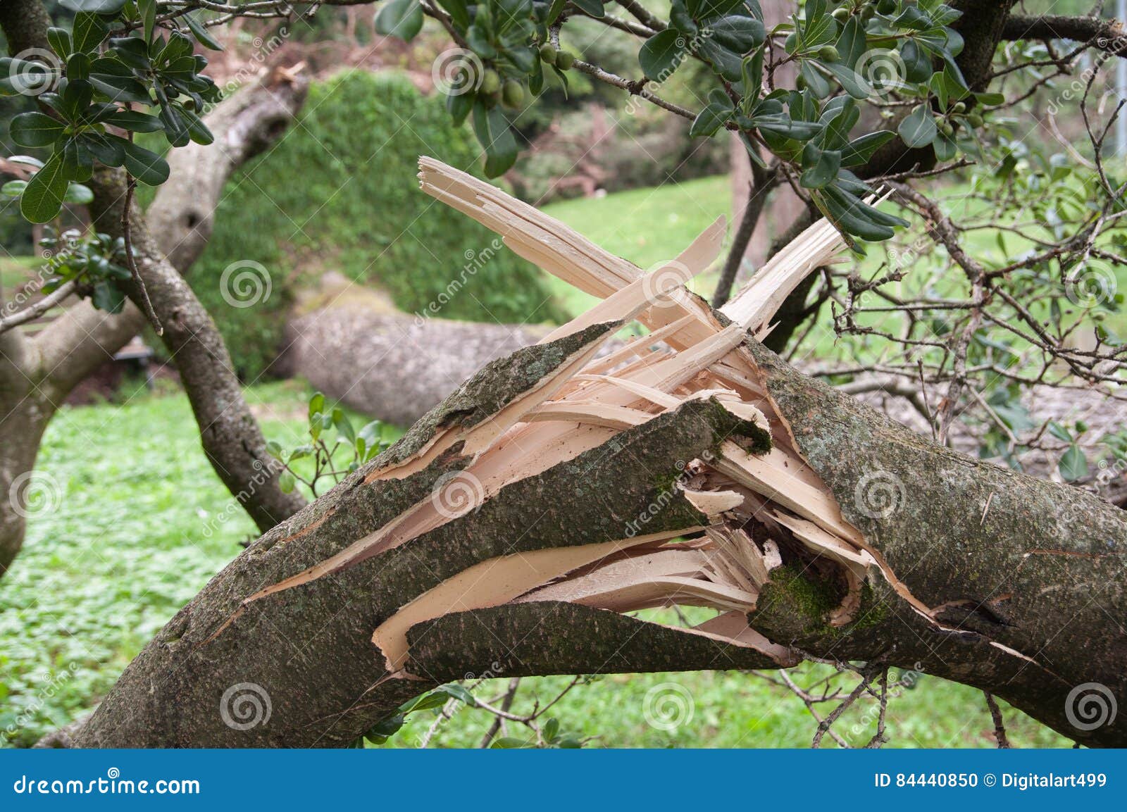 Tree Uprooted and Fell after the Storm Stock Photo - Image of summern ...
