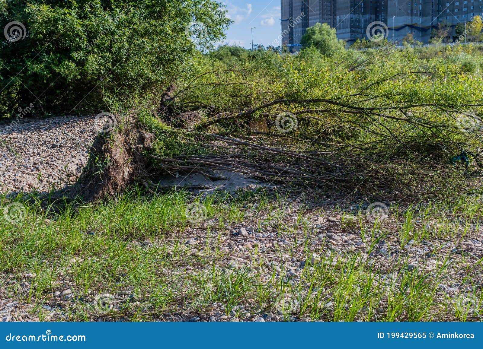 Tree Uprooted by Flooding Laying on Ground Stock Image - Image of ...