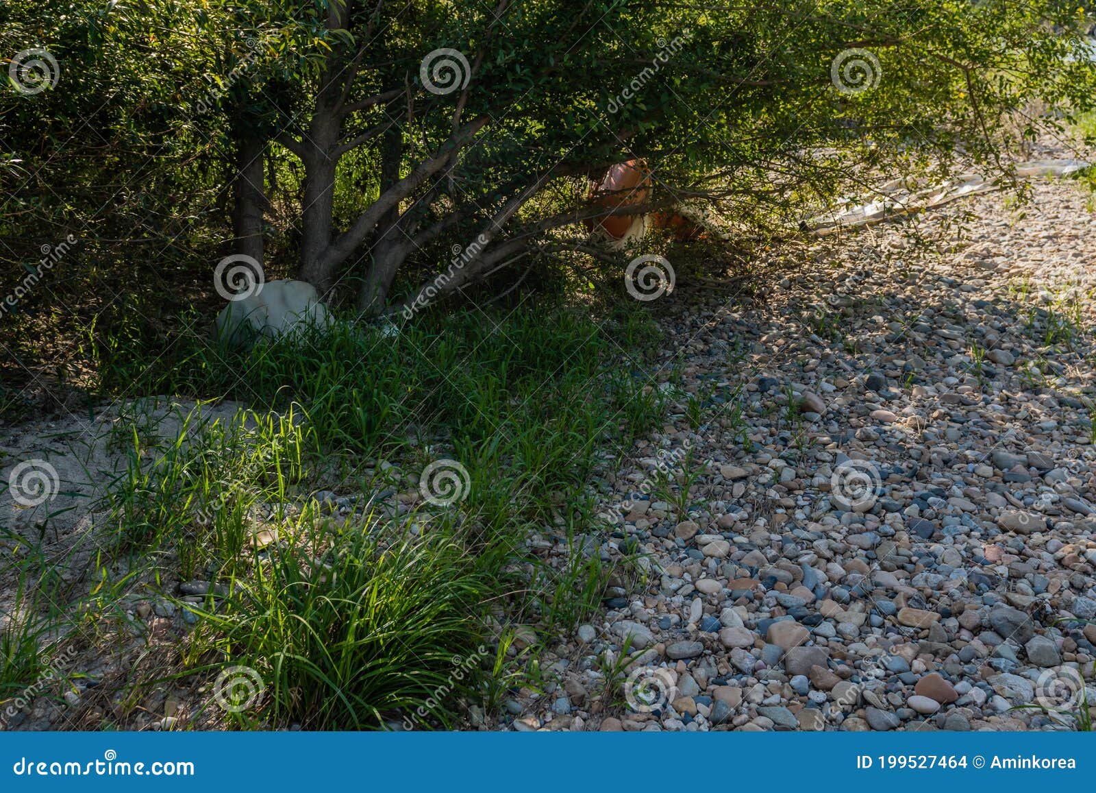 Tree uprooted by flooding stock photo. Image of environment - 199527464