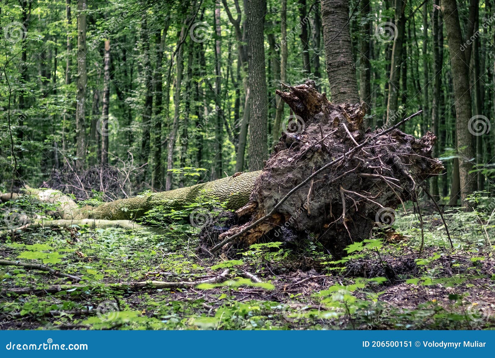 A Tree Uprooted in the Forest after a Storm Stock Image - Image of ...