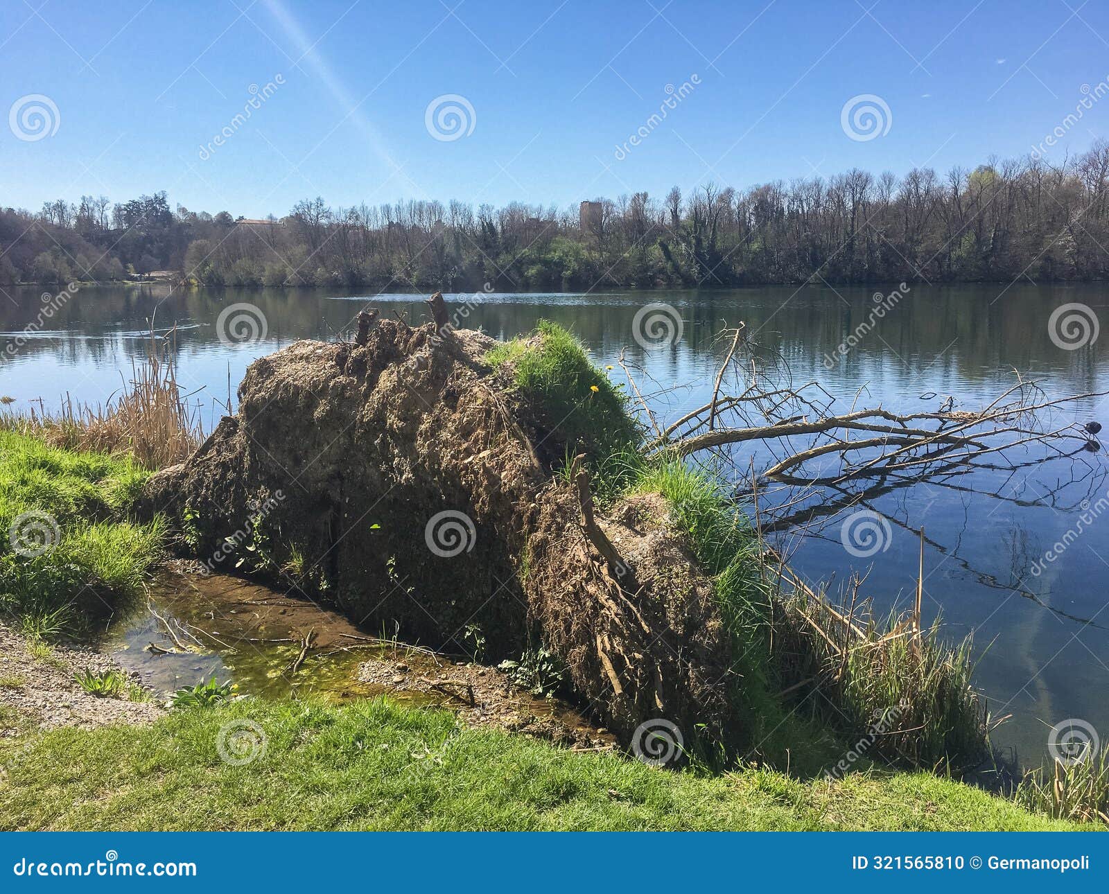 Tree uprooted stock photo. Image of dusk, brown, river - 321565810