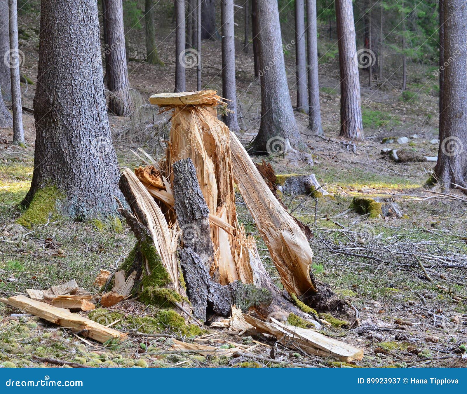 Tree Uprooted a Large Tree, South Bohemia Stock Image - Image of ...