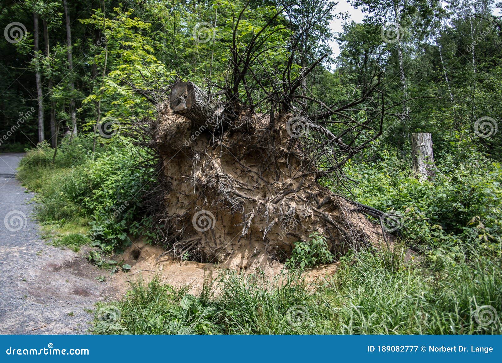 Tree Uprooted During A Strong Wind In The City Among The Paved Area ...