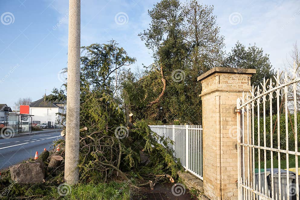 Tree uprooted by the storm stock photo. Image of wind - 172556636