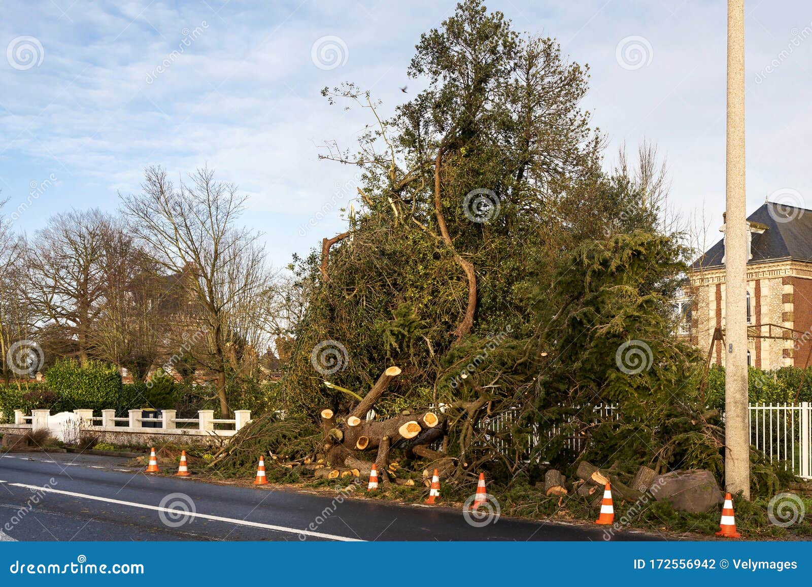 Tree uprooted by the storm stock photo. Image of branching - 172556942