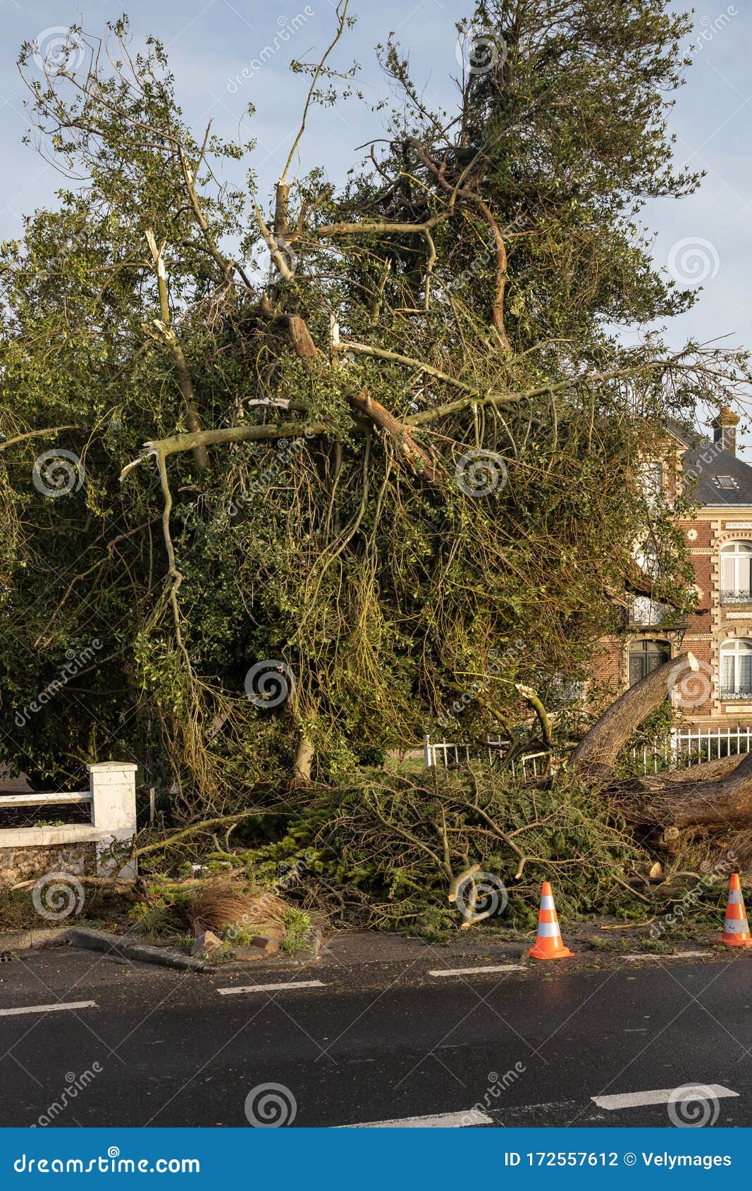Tree uprooted by the storm stock photo. Image of environment - 172557612