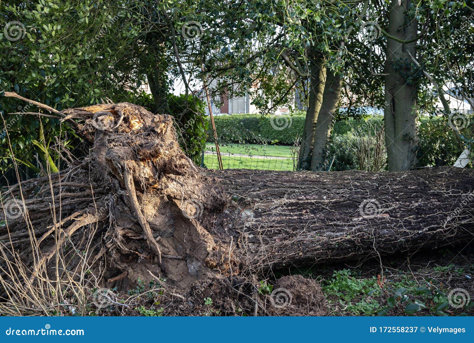 Tree uprooted by the storm stock image. Image of weather - 172558237