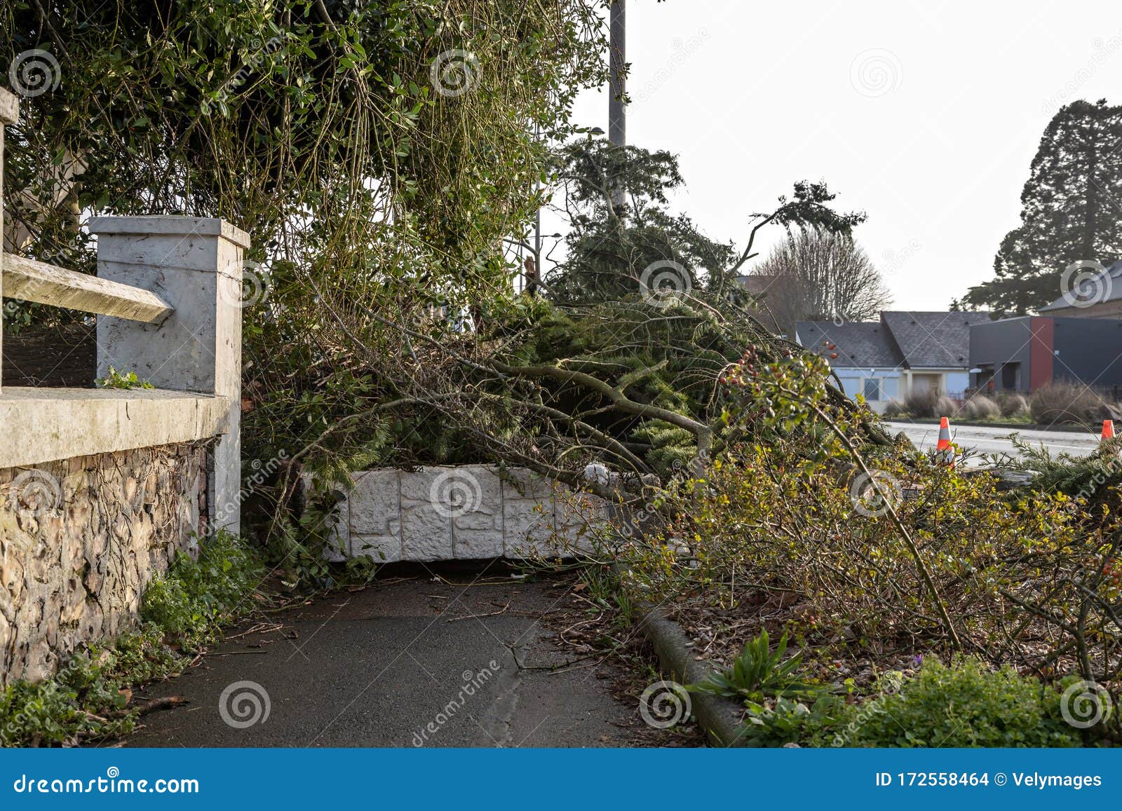 Tree uprooted by the storm stock photo. Image of nature - 172558464