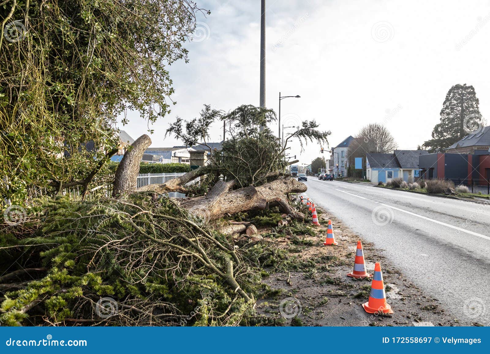 Tree uprooted by the storm stock image. Image of climate - 172558697