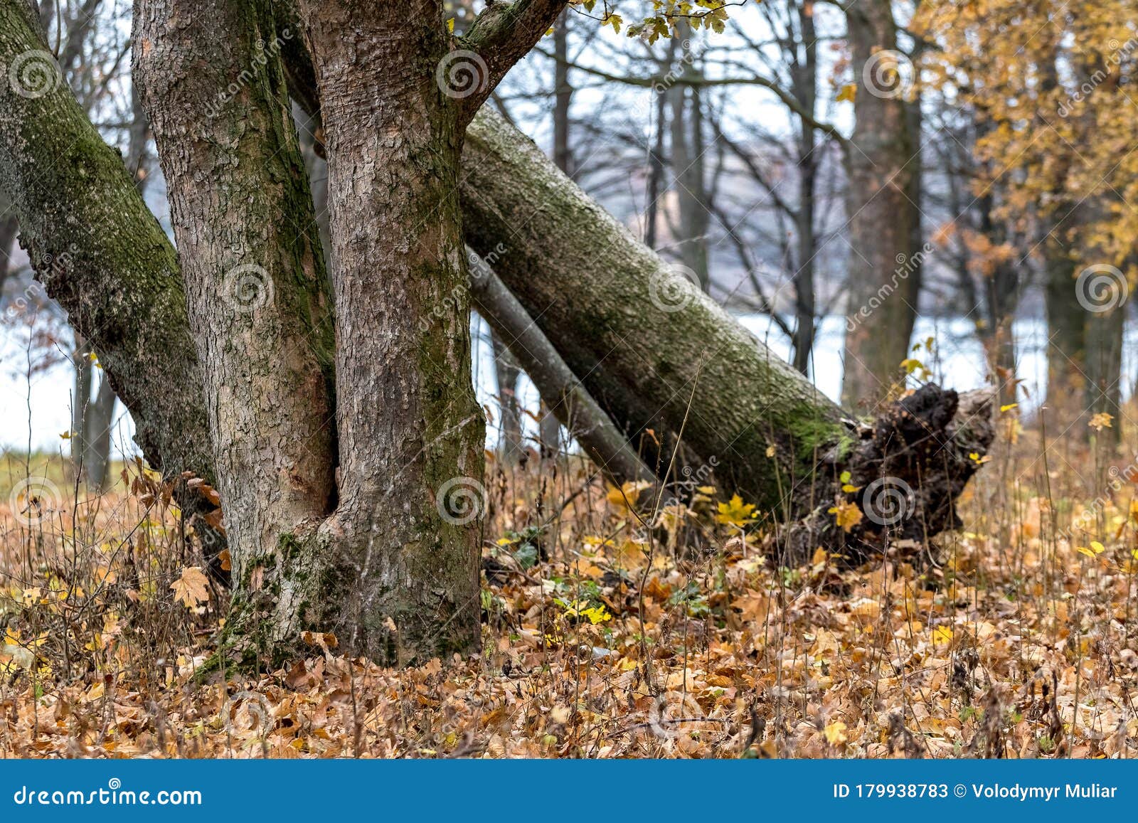 A Tree Uprooted after a Storm in a Forest by the River Stock Image ...