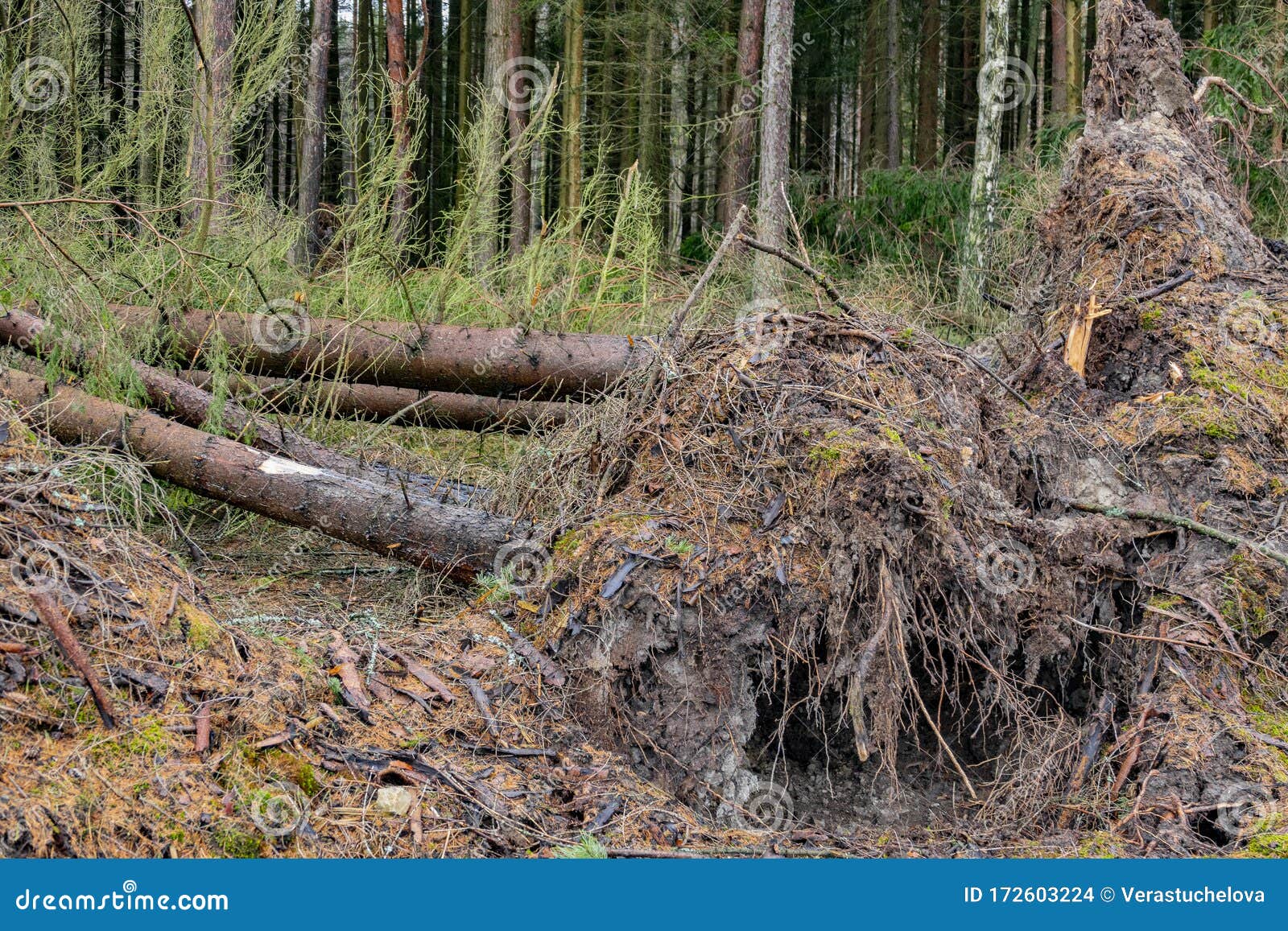 Tree Uprooted During A Strong Wind In The City Among The Paved Area ...