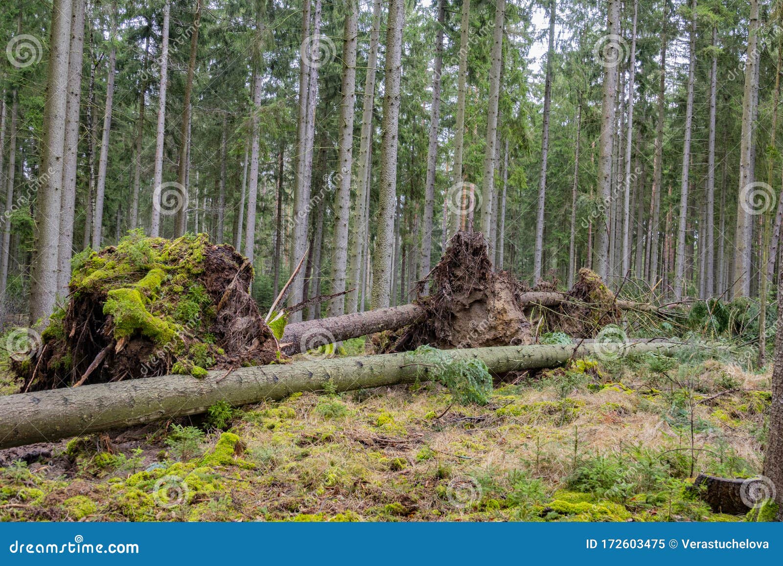 Tree Uprooted During A Strong Wind In The City Among The Paved Area ...