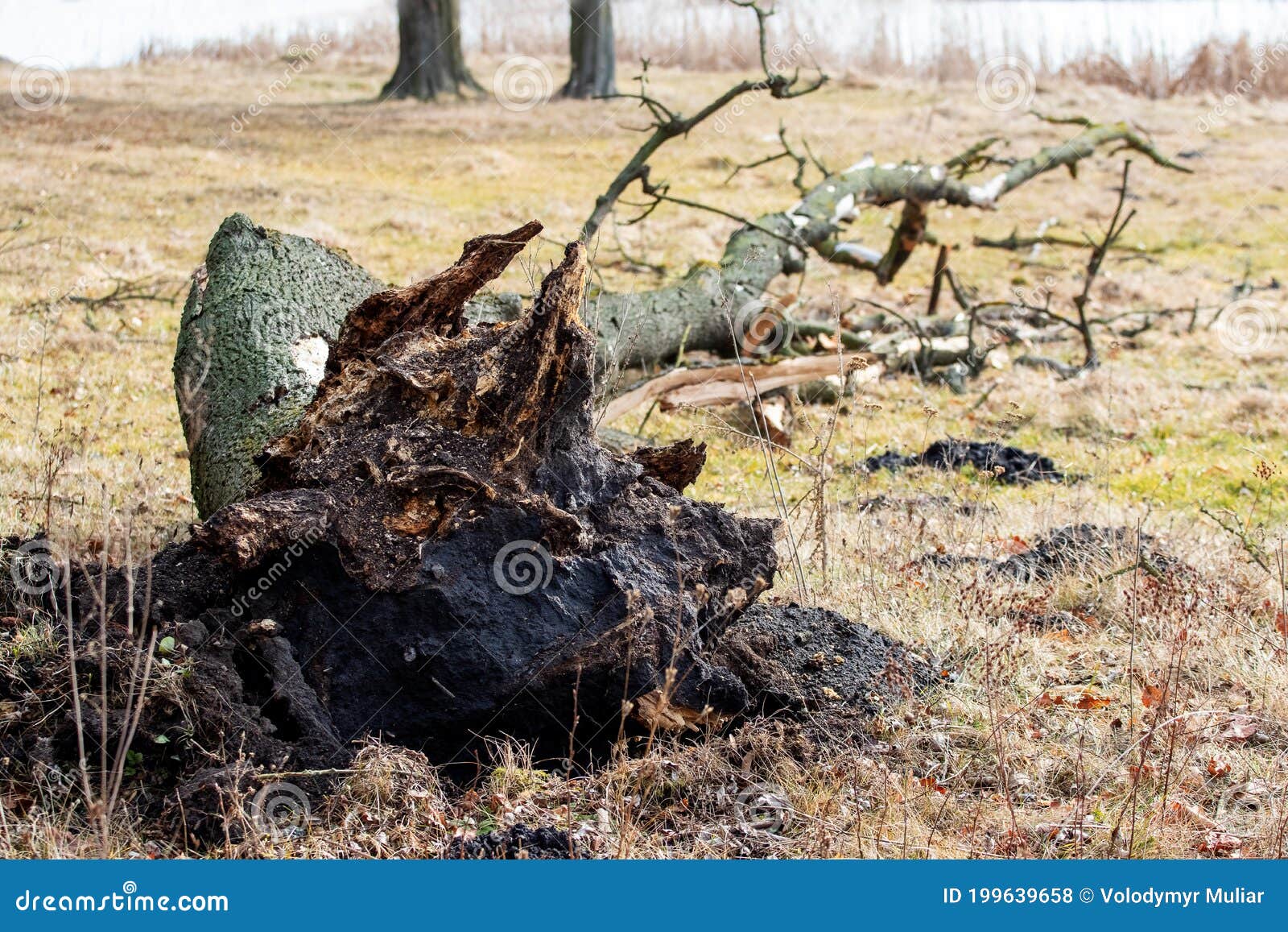 A Tree Uprooted after a Storm Near the River Stock Photo - Image of ...