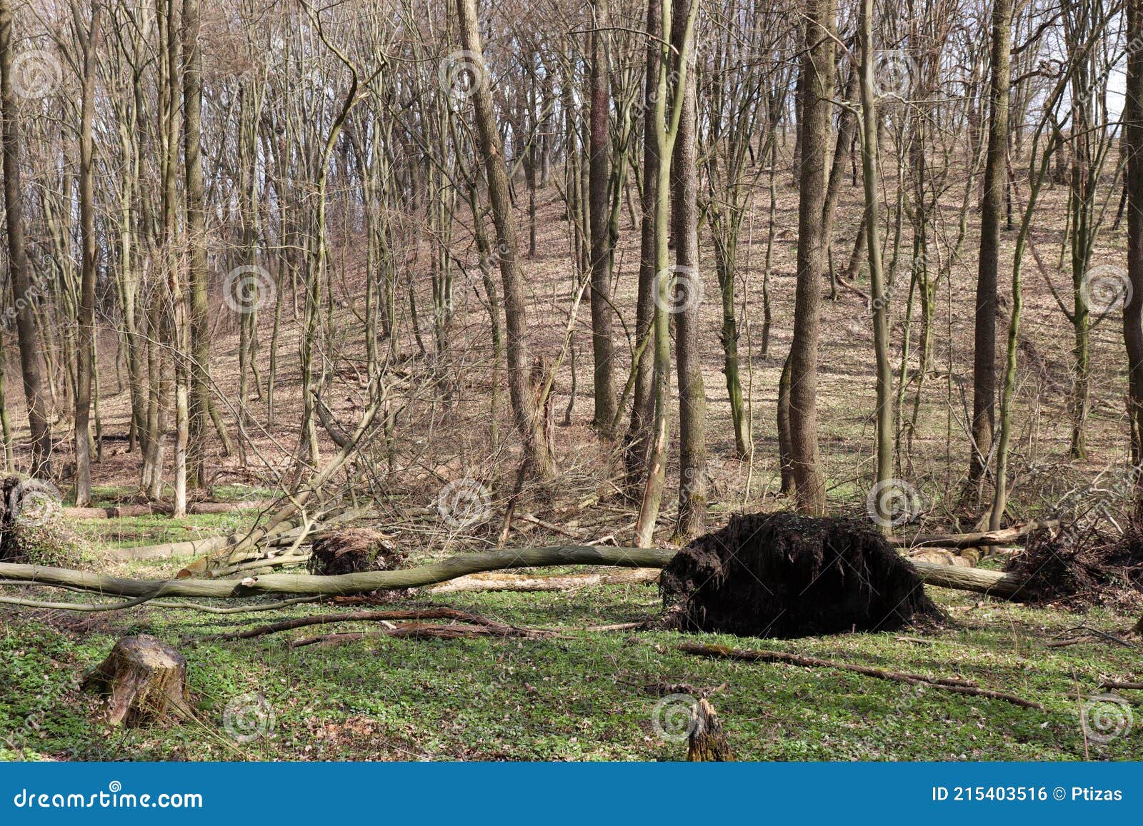 Tree Uprooted by Wind. Fallen Tree with Roots in the Spring or Summer ...