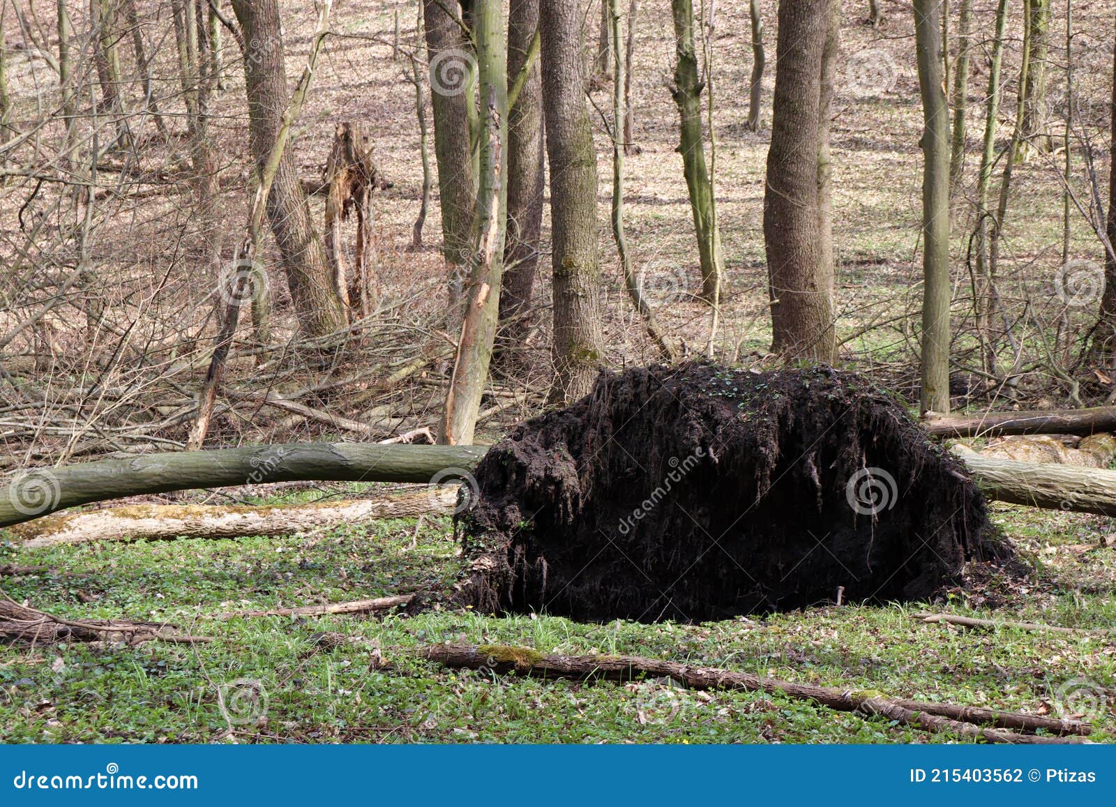Tree Uprooted by Wind. Fallen Tree with Roots in the Spring or Summer ...