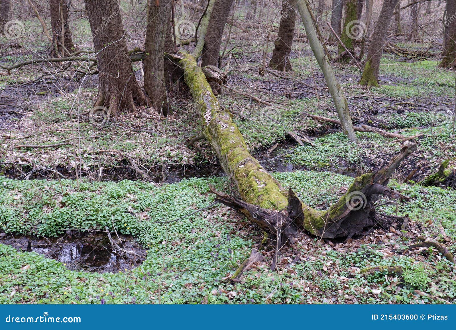 Tree Uprooted by Wind. Fallen Tree with Roots in the Spring or Summer ...