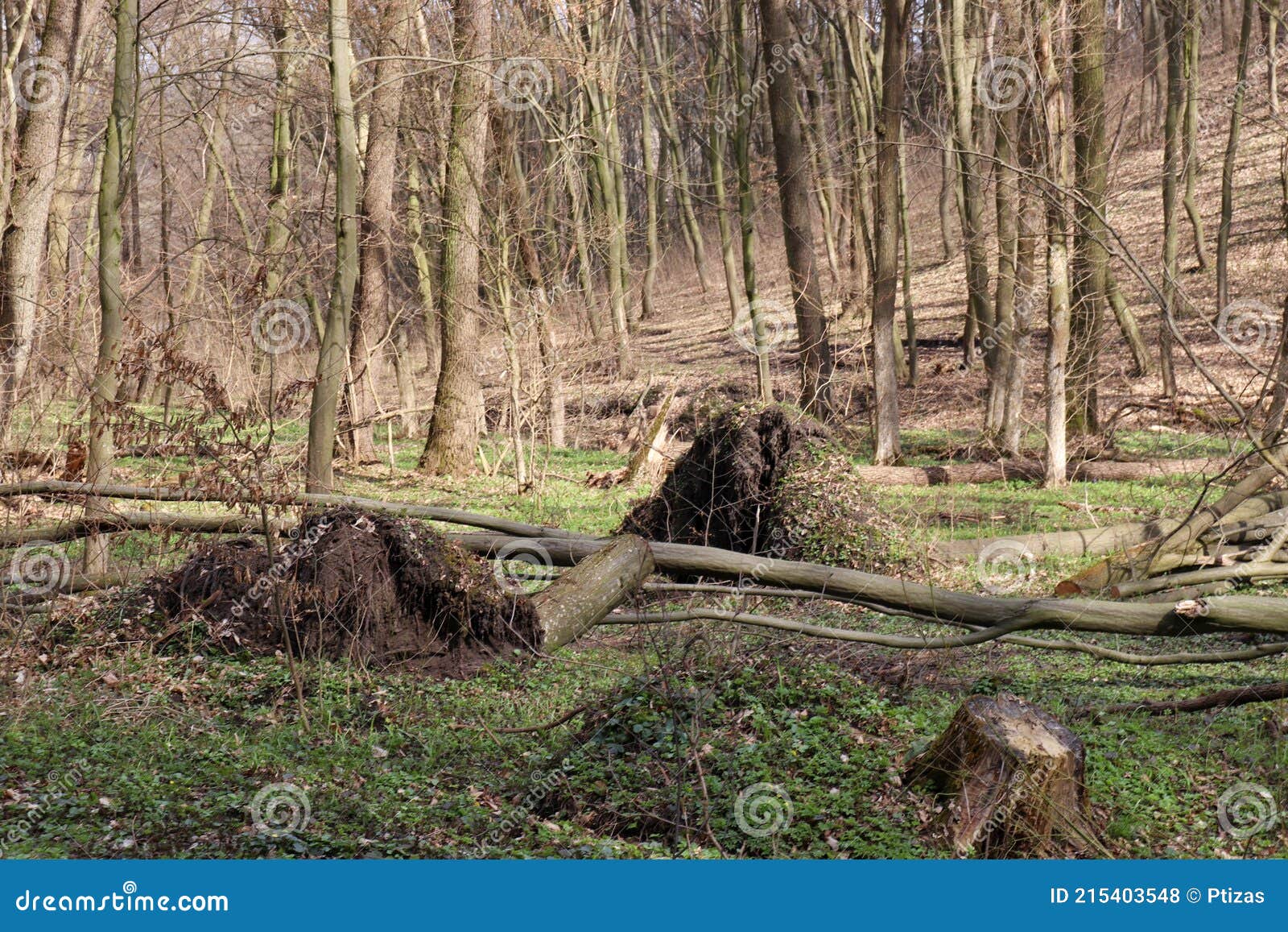 Tree Uprooted by Wind. Fallen Tree with Roots in the Spring or Summer ...