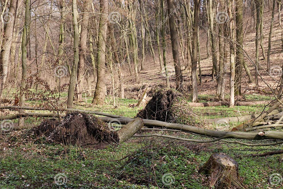 Tree Uprooted by Wind. Fallen Tree with Roots in the Spring or Summer ...
