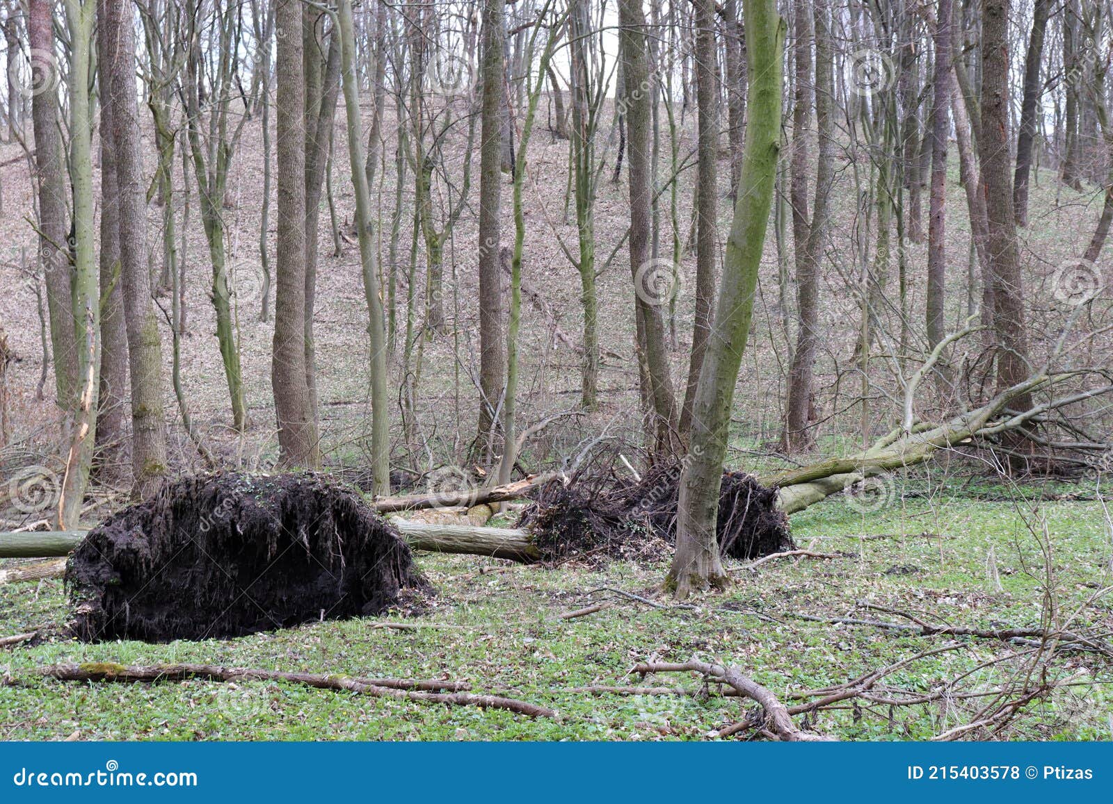 Tree Uprooted by Wind. Fallen Tree with Roots in the Spring or Summer ...