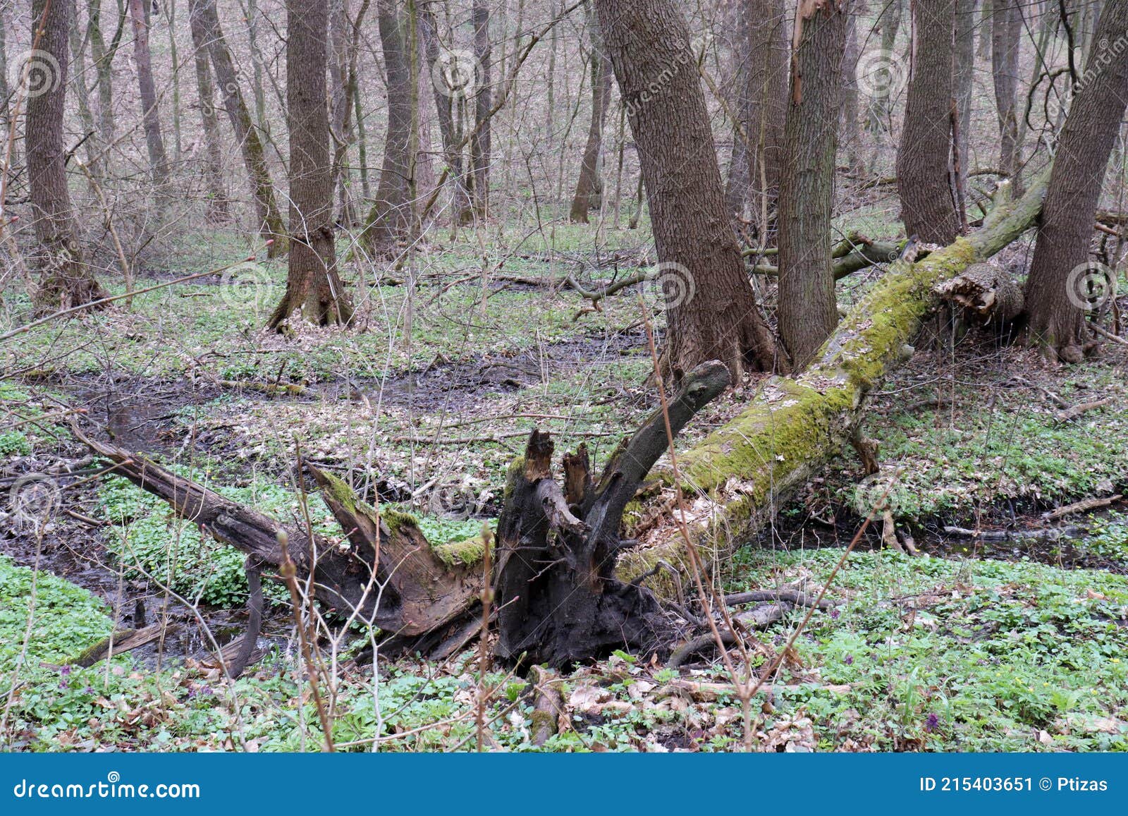 Tree Uprooted by Wind. Fallen Tree with Roots in the Spring or Summer ...