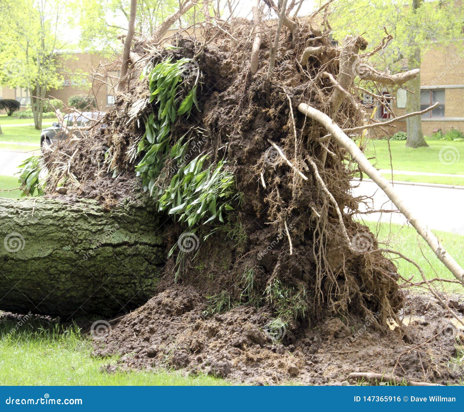 Tree Uprooted from a Wind Storm Stock Photo - Image of grass, tornado ...