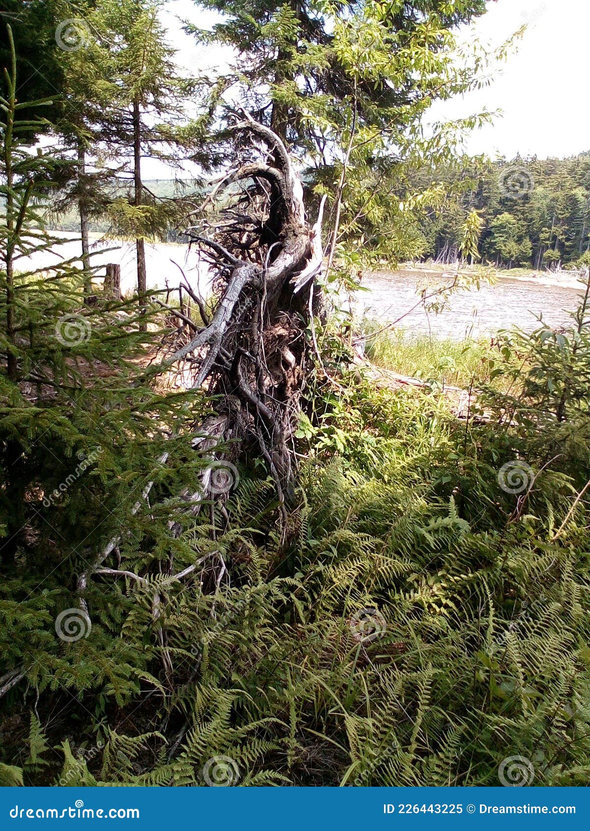 Tree Uprooting by the Lake stock image. Image of wilderness - 226443225