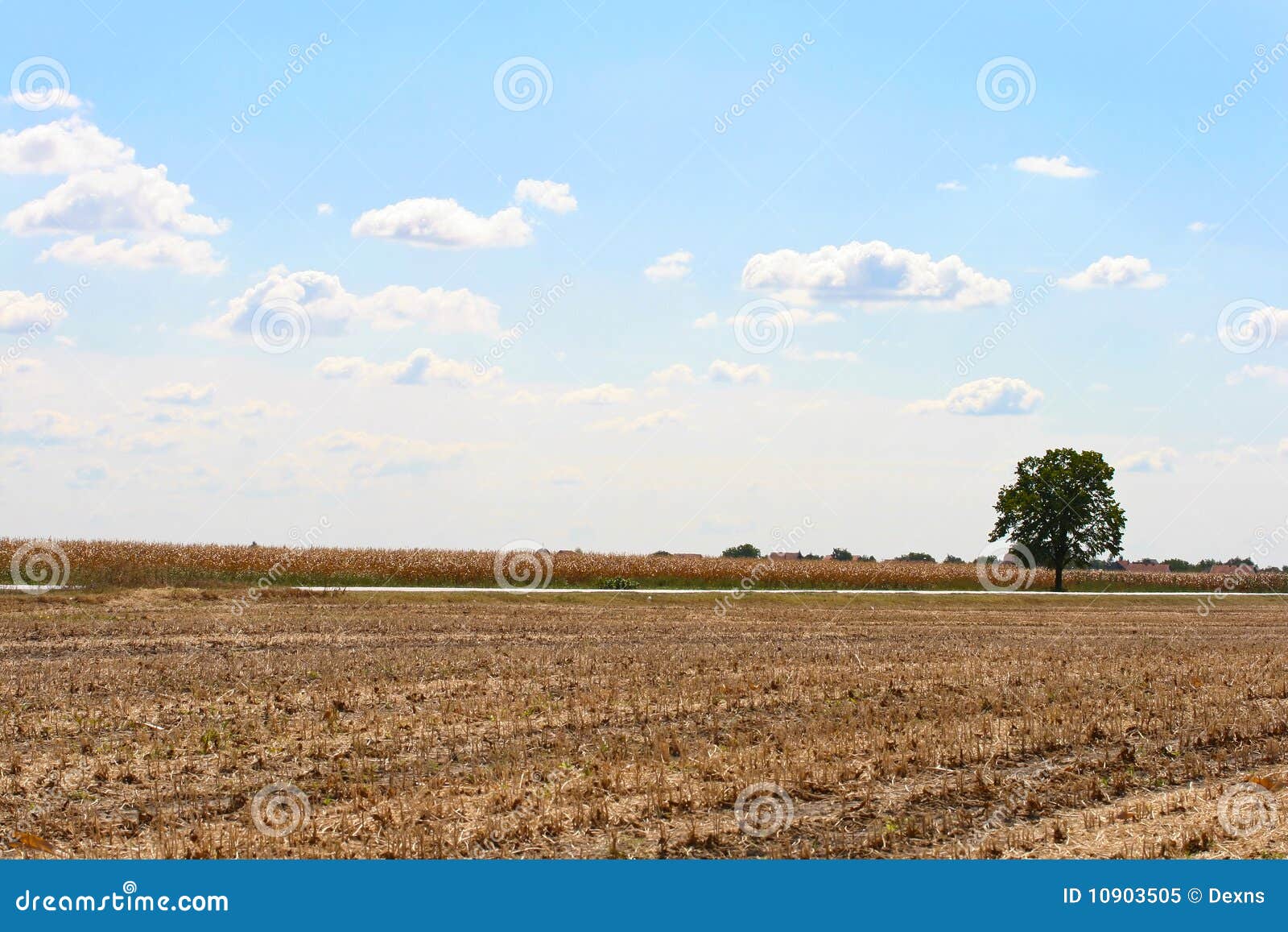 Tree in the Valley stock image. Image of blue, corn, landscape - 10903505