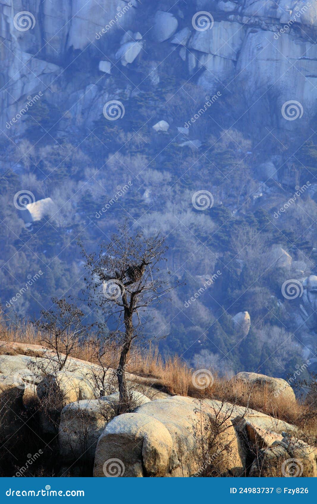 Tree in valley stock image. Image of valley, nature, winter - 24983737