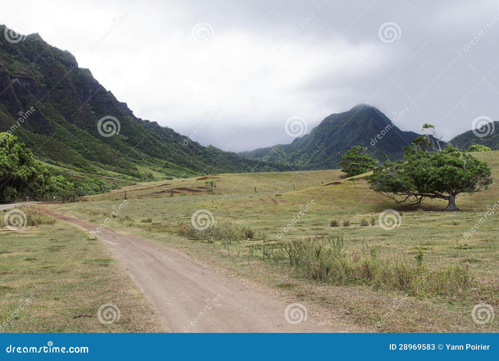 Tree in the valley stock image. Image of mountain, palm - 28969583