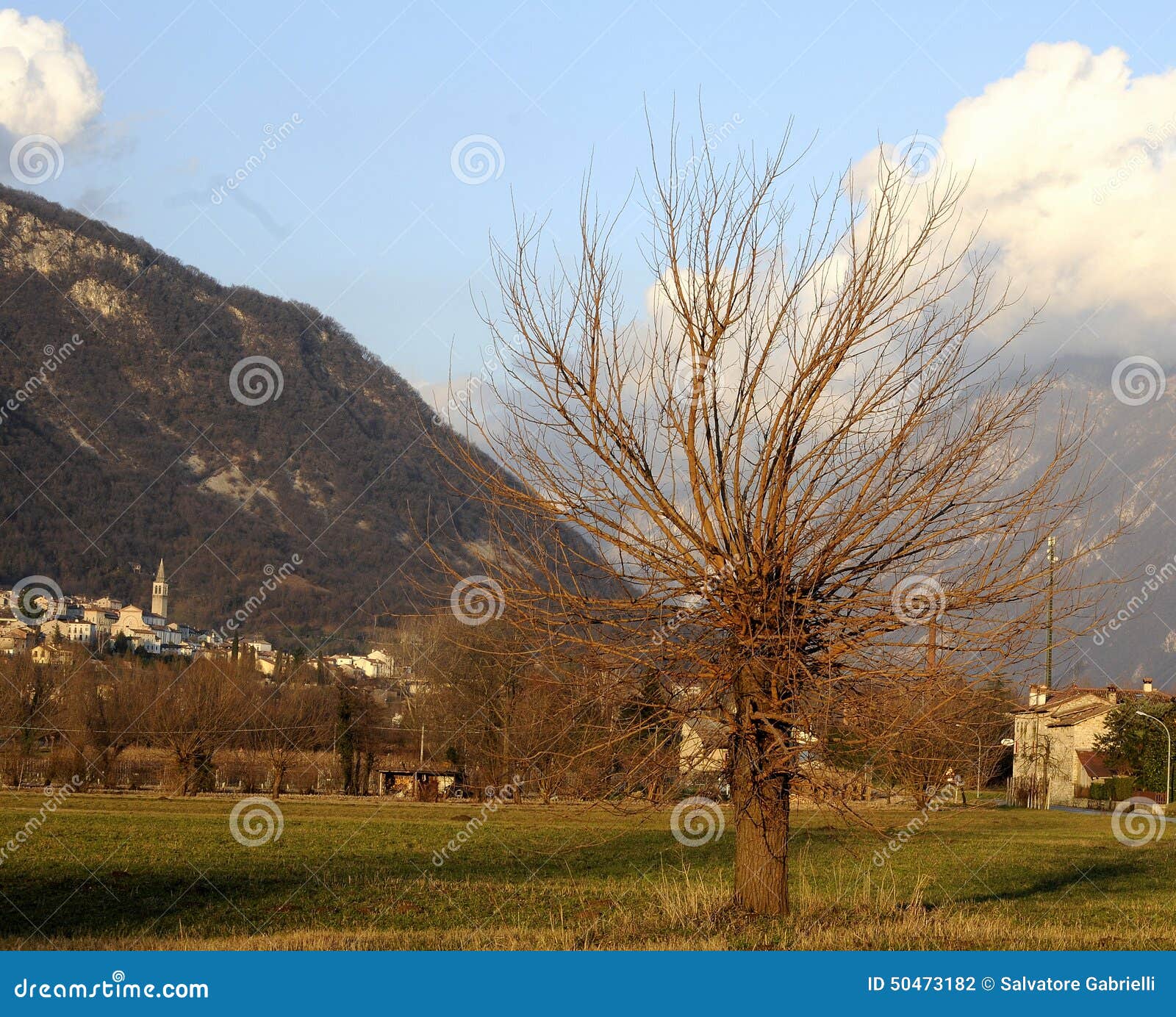 Tree in the valley stock photo. Image of veneto, vacancy - 50473182