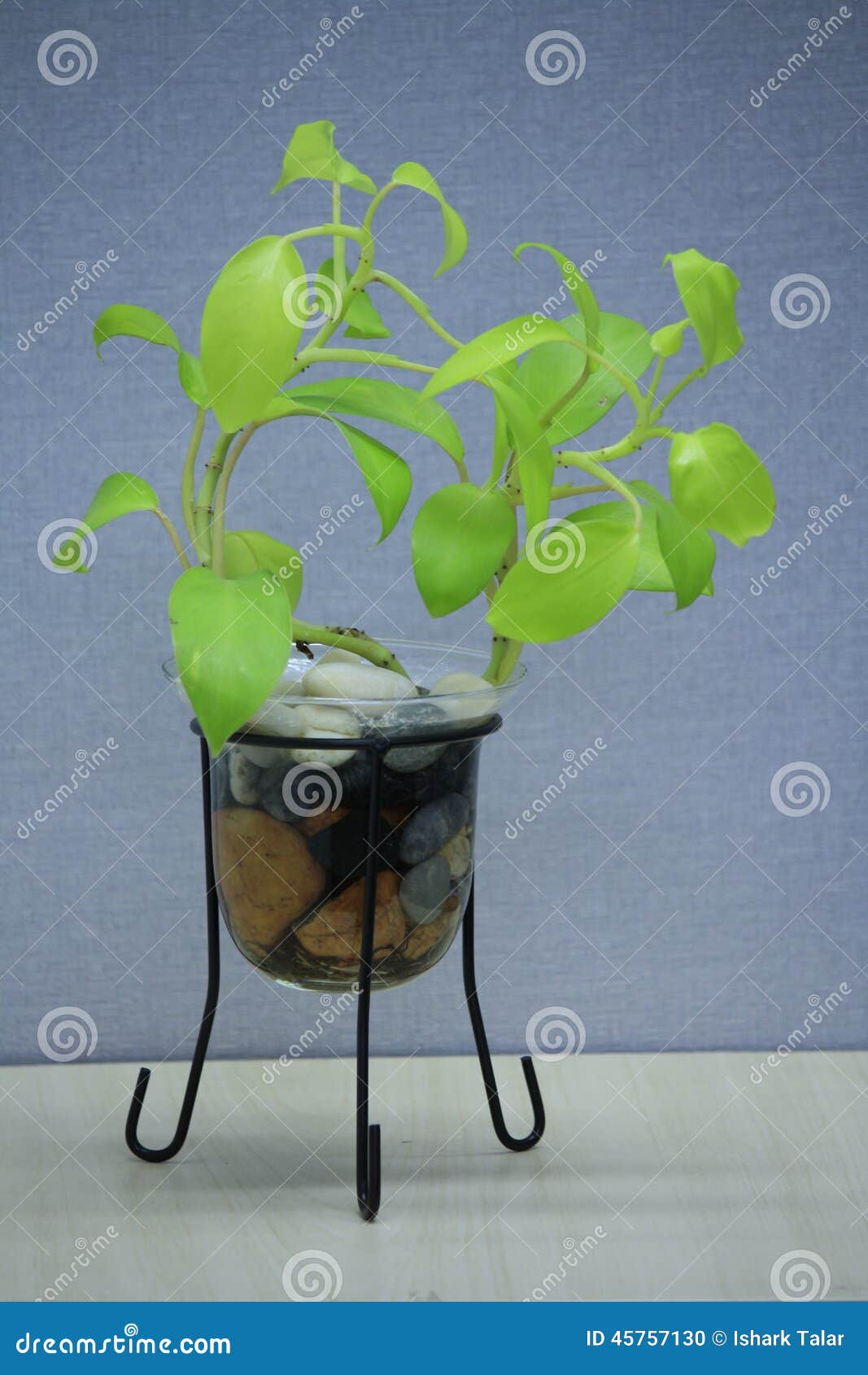Tree Vase stock photo. Image of vertical, tree, transparent - 45757130