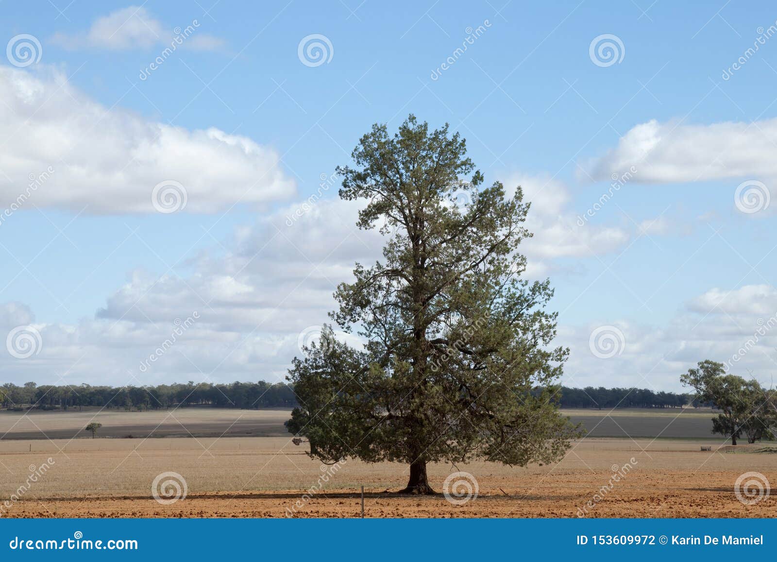 Tree on Vast Empty Flat Paddock Stock Photo - Image of nature, paddock ...